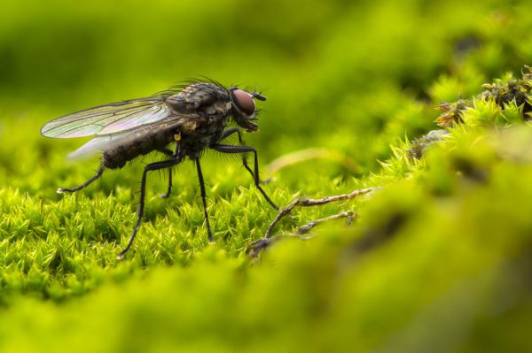 Insectes volants – Votre solution exterminatrice en province du Luxembourg
